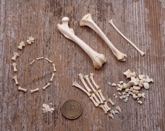 Real Marmot Skull - Etsy