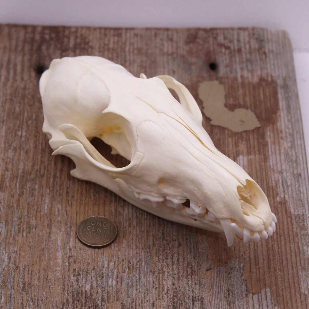 Real Fox Skull Ranch Fox With Jaw Mandible - Etsy