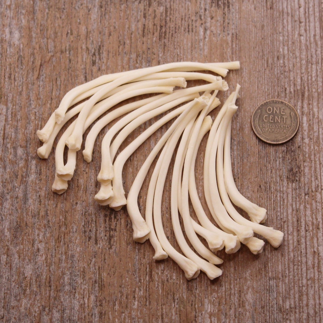Real Tegu Bones Giant Lizard Ribs - Etsy