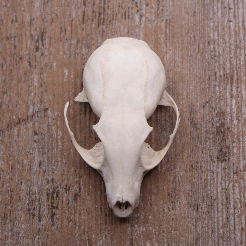 Real Animal Skull - Etsy