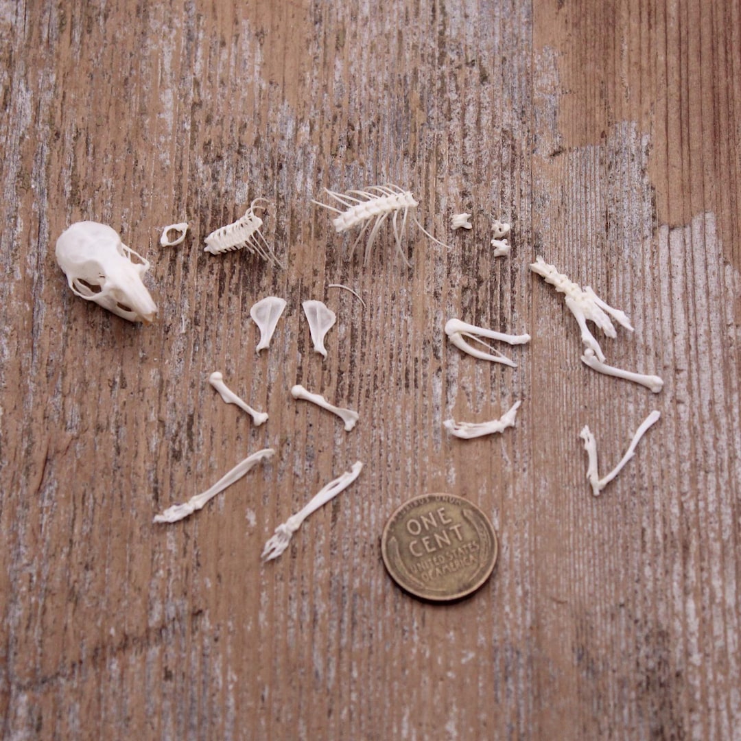 Real Hamster Skeleton Dwarf Winter White Hamster Bones - Etsy