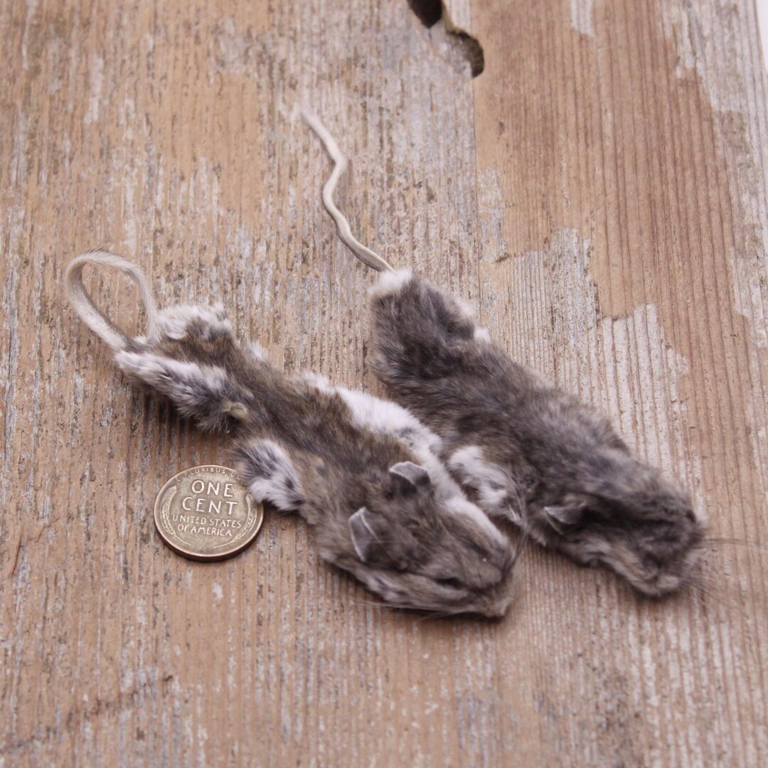 Real Mouse Pelt Rodent Cured Study Skin - Etsy
