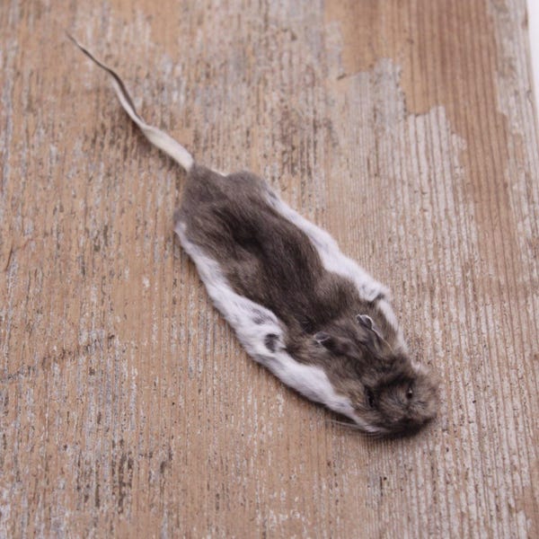 Real Animal Skin - Etsy