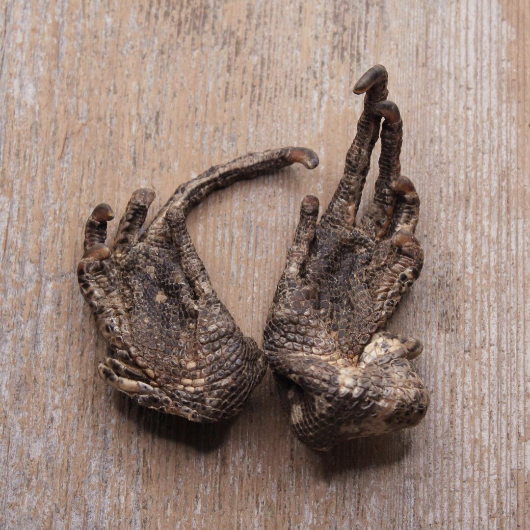 Real Tegu Feet Giant Lizard Mummified Paws - Etsy