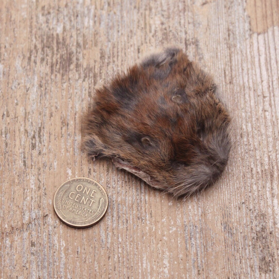 Real Gopher Pelt Rodent Face Cured Study Skin - Etsy