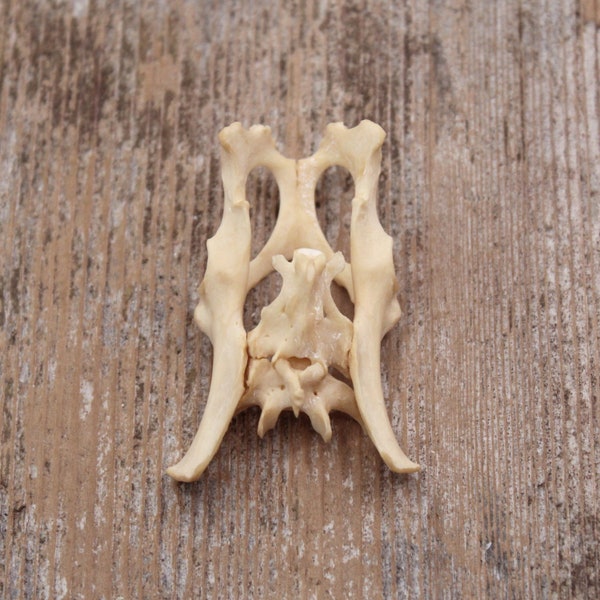 Pelvis and Sacrum Bone - Etsy