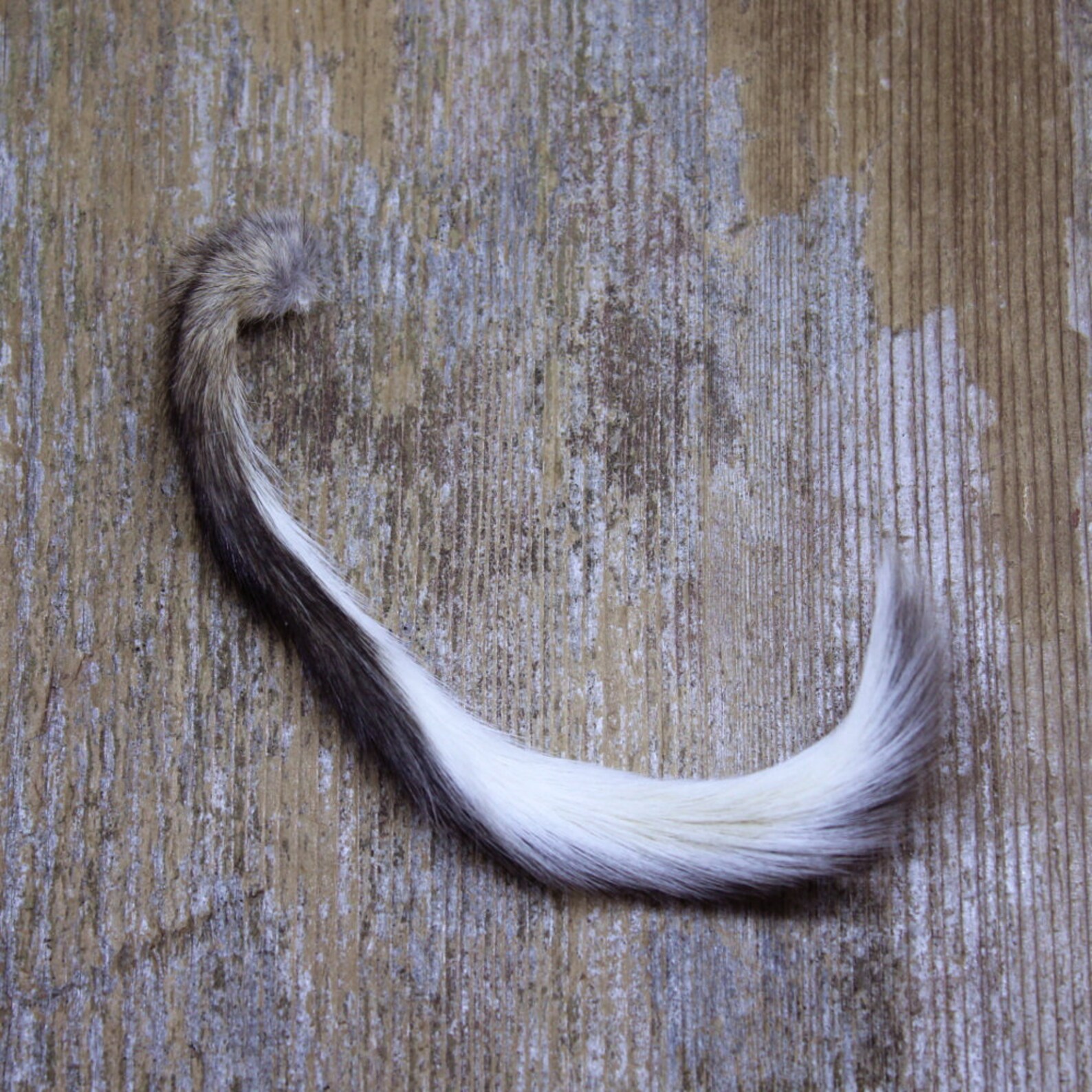 Real Dry Preserved Rat Tail Mummified Bushy Tailed Woodrat | Etsy