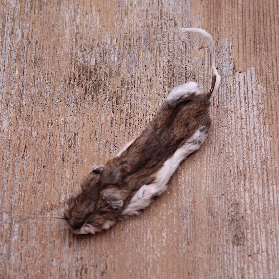Real Mouse Pelt Rodent Cured Study Skin - Etsy