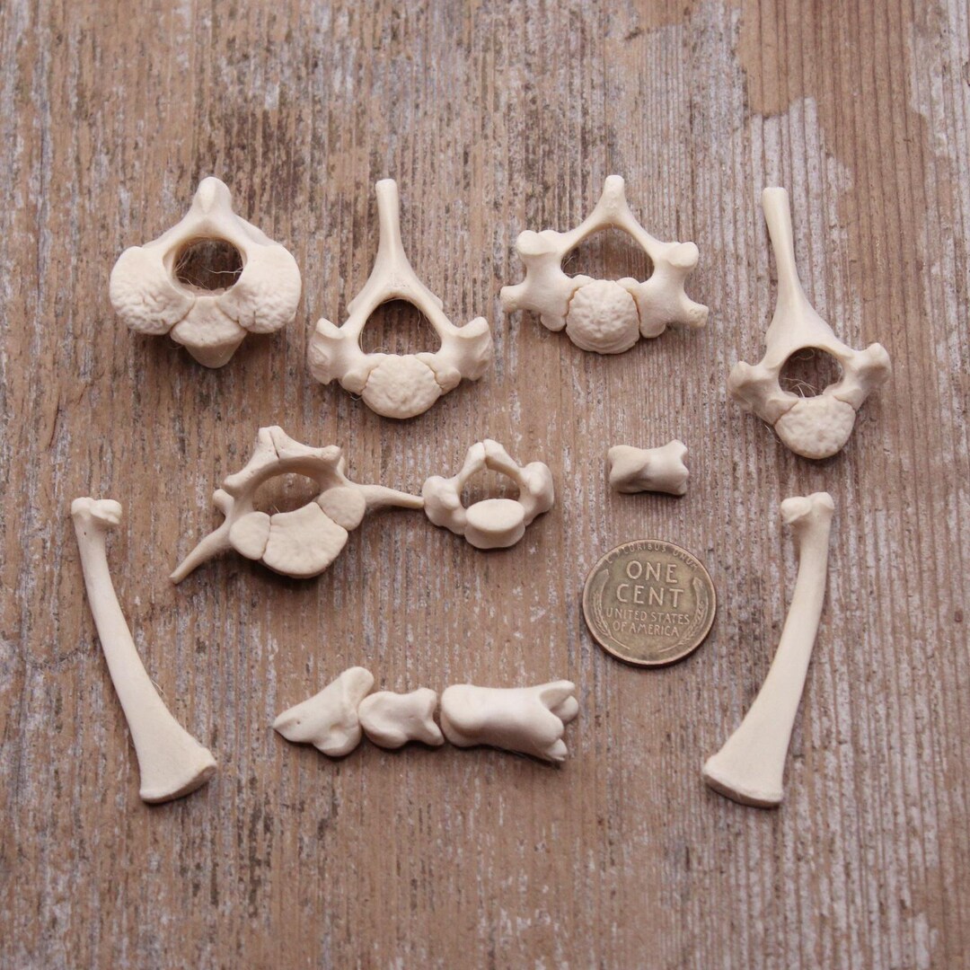 Real Sheep Bones Lot of Baby Lamb Vertebrae Ribs Toes - Etsy