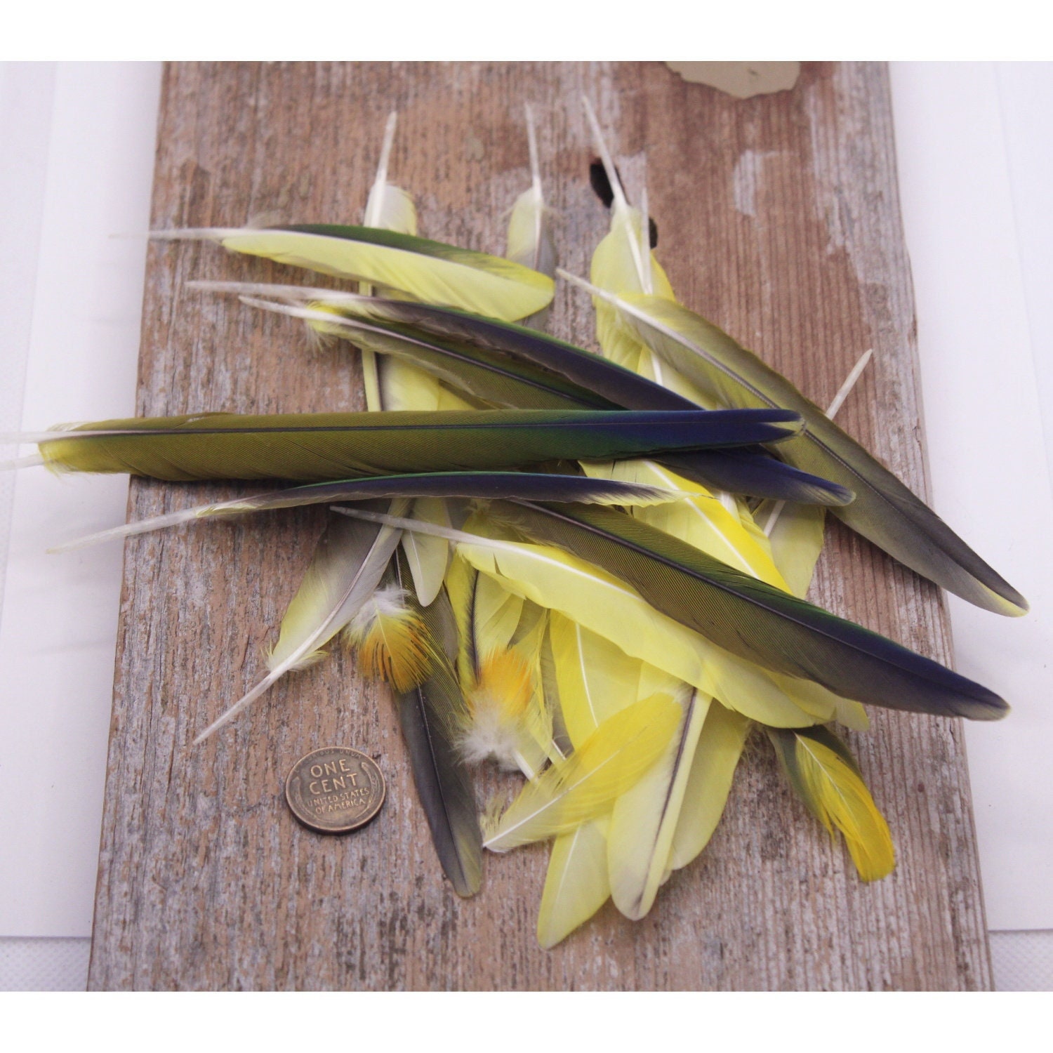 Golden Conure Feathers - Etsy