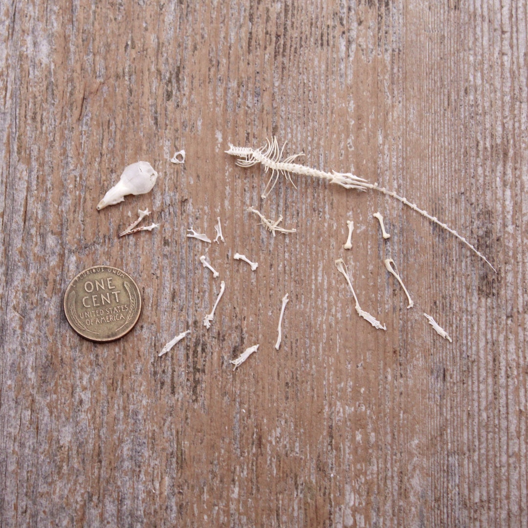 Real Shrew Skeleton Tiny Shrew Skull Bones - Etsy