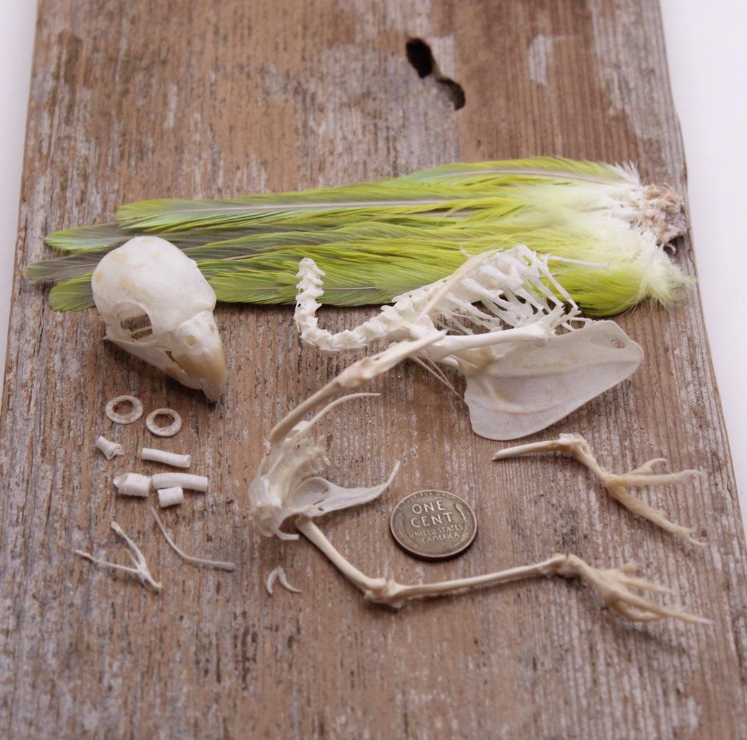 Real Quaker Parrot Skeleton Monk Parakeet Bird Wings and Bones - Etsy