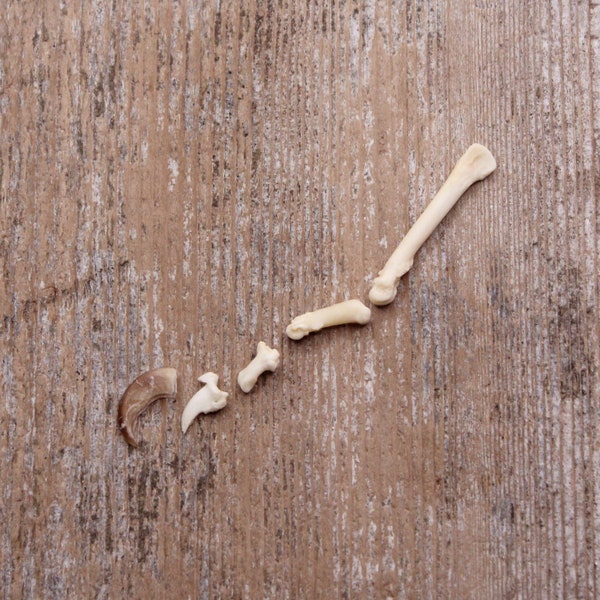 Toe Bones - Etsy