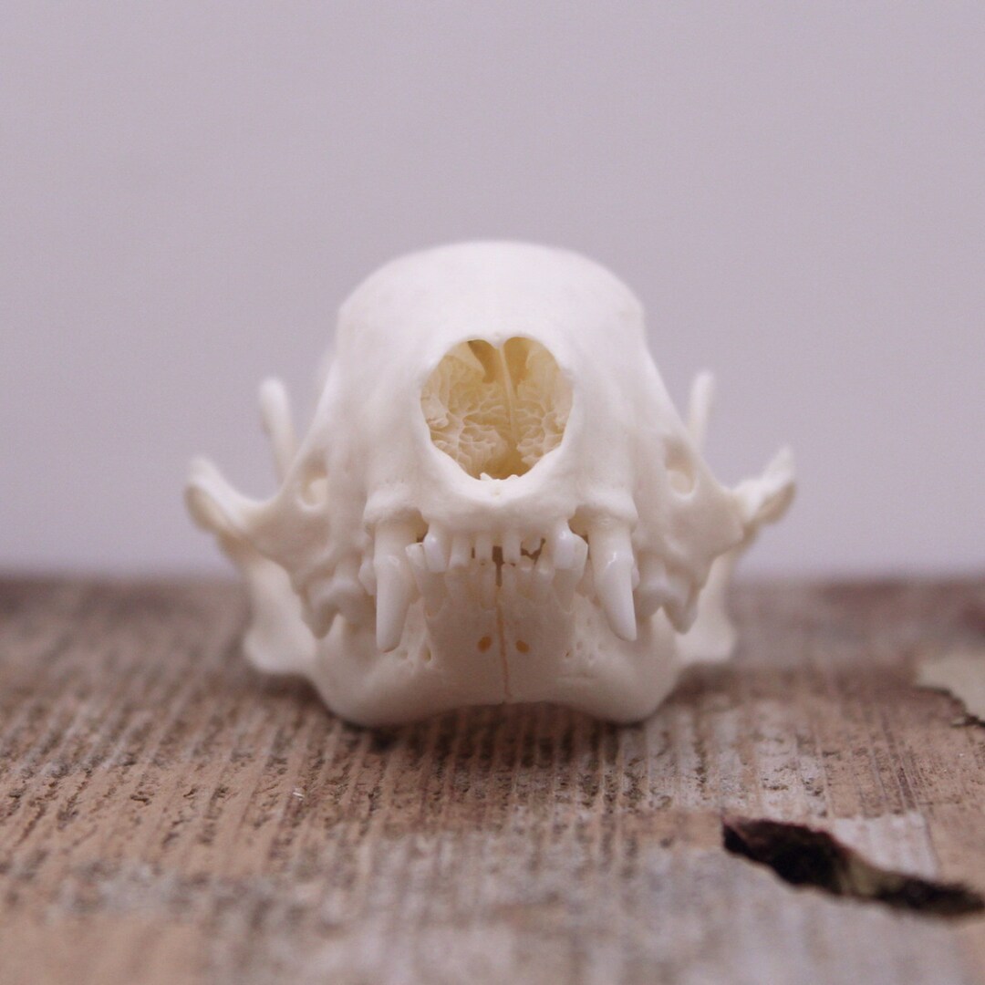 Real Skunk Skull Striped Skunk Animal Bones - Etsy