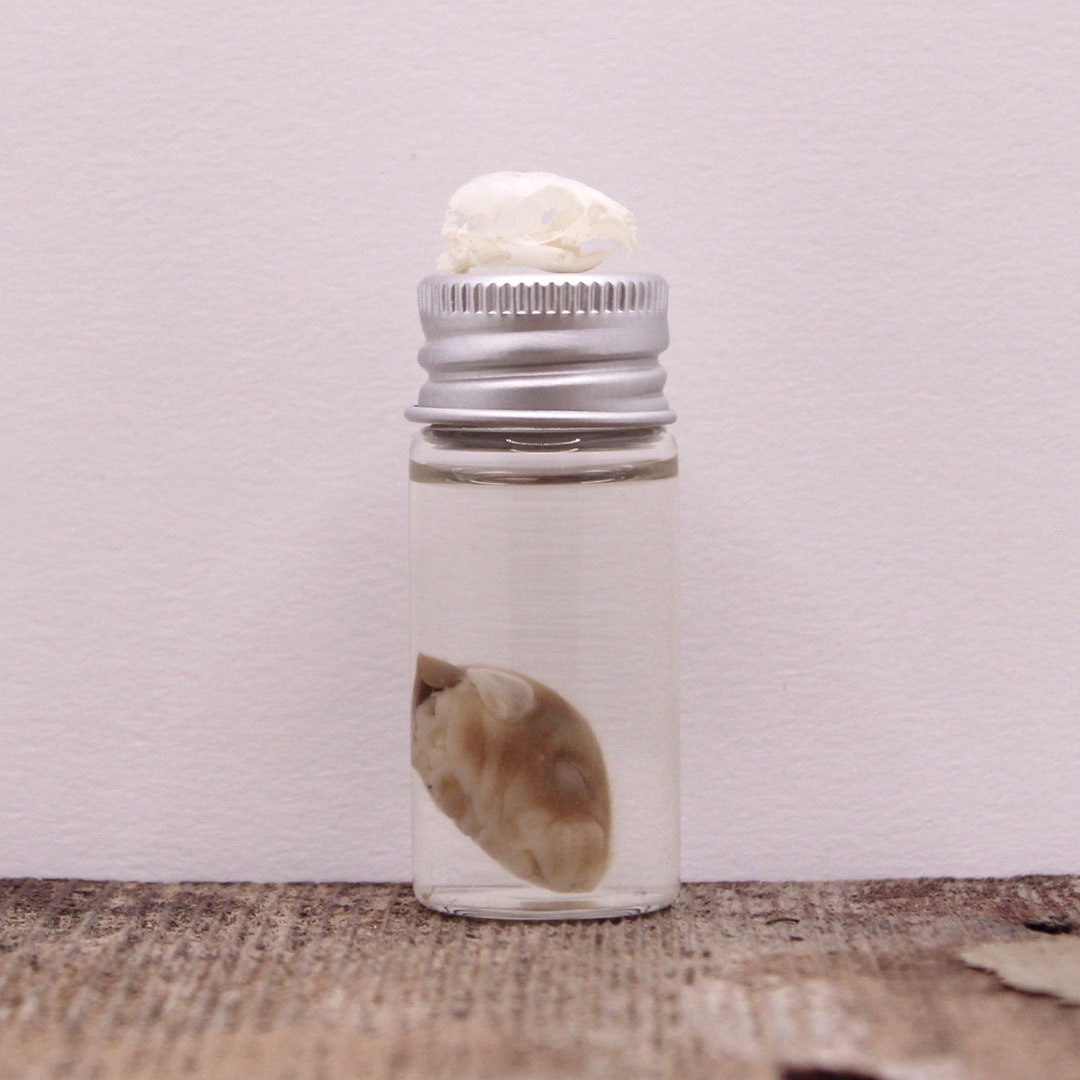 Real Mouse Skull Deer Mouse Baby Skull Wet Specimen - Etsy