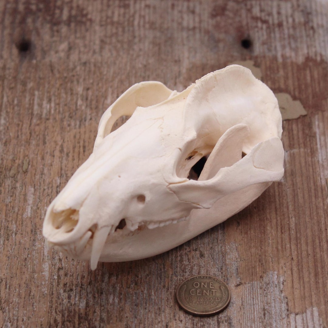 Real Opossum Skull Small Possum Bones Skeleton - Etsy
