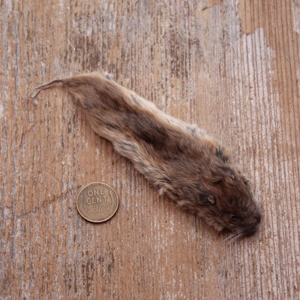 Real Animal Skin - Etsy