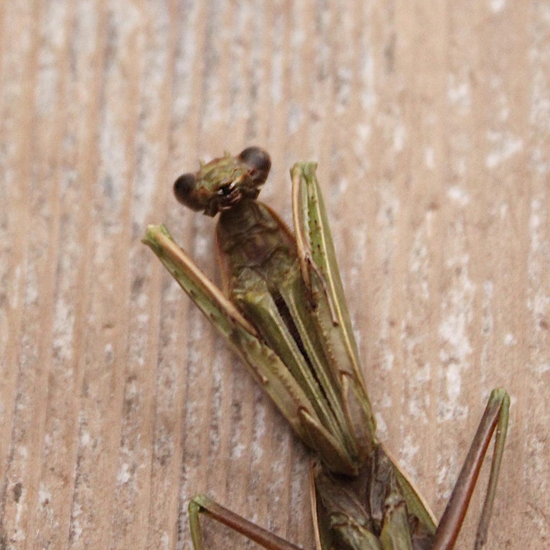 Real Praying Mantis Dried Insect European Mantis - Etsy