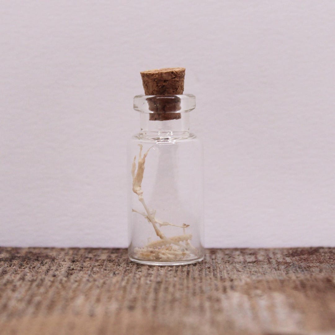 Real Anole Bones in a Jar Tiny Lizard Skeleton - Etsy