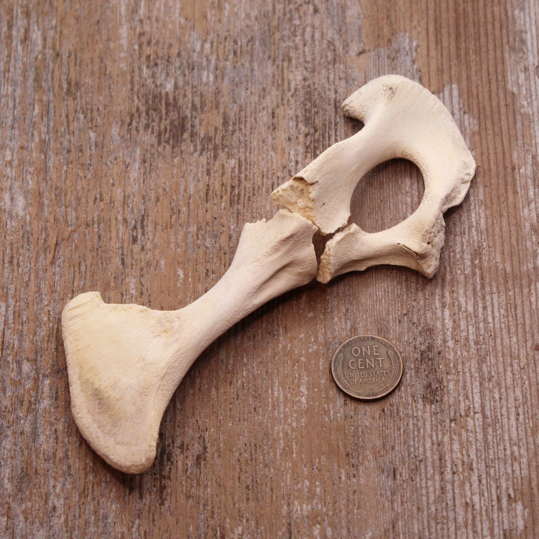 Real Goat Bones Juvenile Pelvis Bones - Etsy