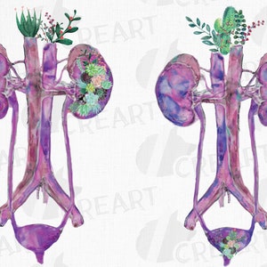 Watercolor Purple Anatomical Urinary Tract System With Succulents ...