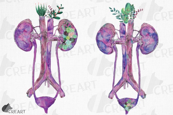 Watercolor Purple Anatomical Urinary Tract System With | Etsy