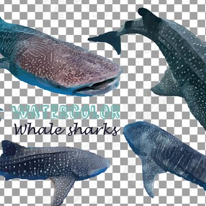 Watercolor Whale Shark Clip Art Pack, Colorful Whales Collection. Png ...