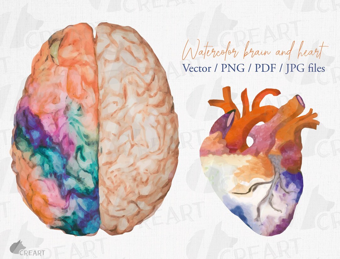 Watercolor Anatomical Human Heart and Brain Decoration Design Clip Art ...