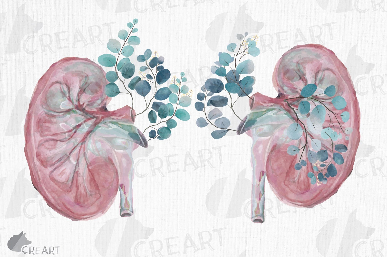 Pink Blush Anatomical Kidneys With Eucalyptus. Floral Human - Etsy Canada