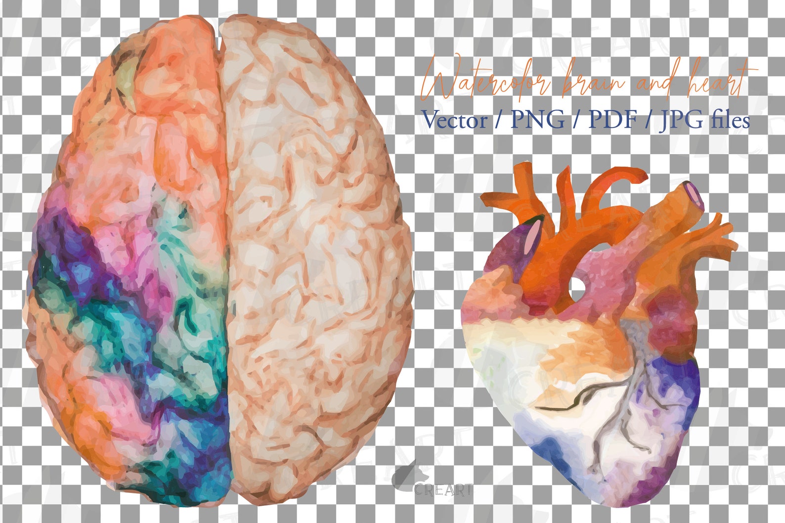 Watercolor Anatomical Human Heart and Brain Decoration Design | Etsy