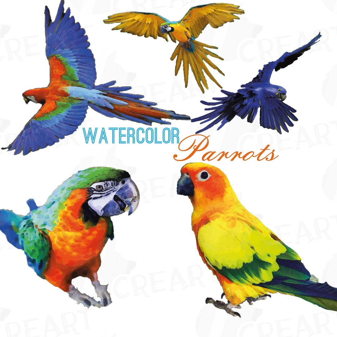 Watercolor Parrots Clip Art Collection, Colorful Watercolor Parrot ...