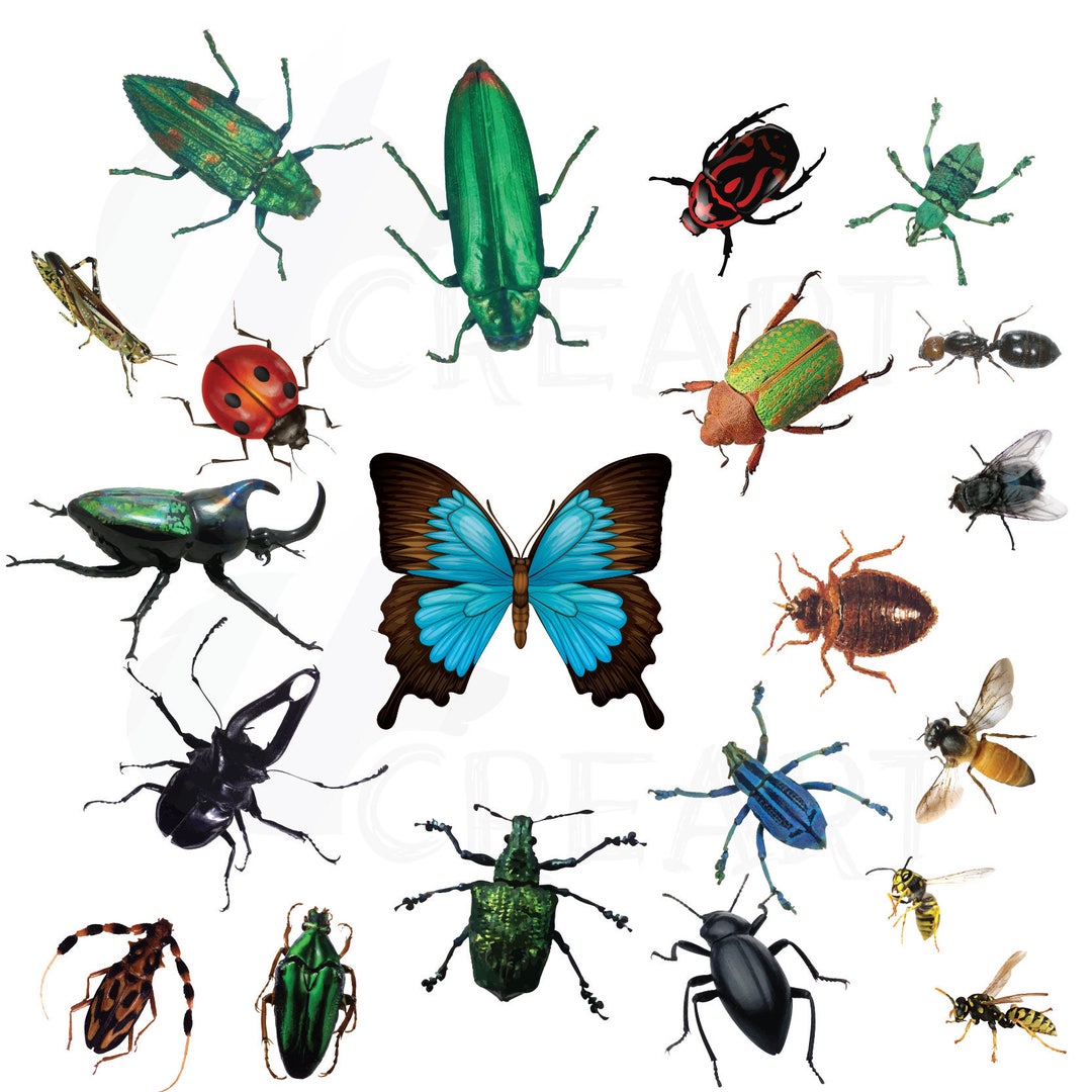 Watercolor Insects and Bugs Clipart Pack. Colorful Beetles, Lady Bug ...