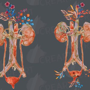 Blühendes anatomisches Harnwege System Herbst Grafik Design. Floral ...