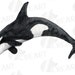 Orca Family Watercolor Clip Art Pack, Killer Whales Decoration ...