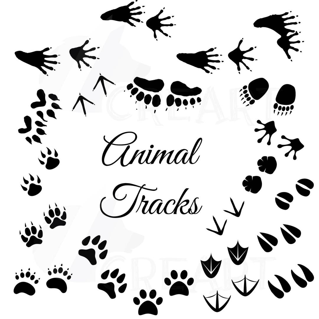 Animal Tracks, Woodland Animals Footprints Clipart Pack, Instant ...
