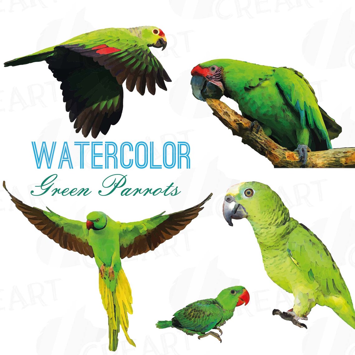 Watercolor Parrots Clip Art Collection Watercolor Green - Etsy