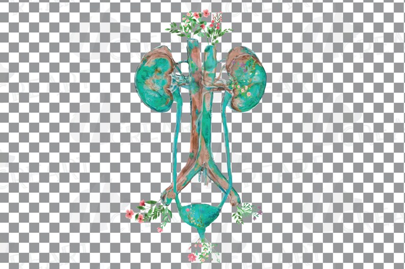 Floral Anatomical Urinary Tract System Design. Floral Human | Etsy