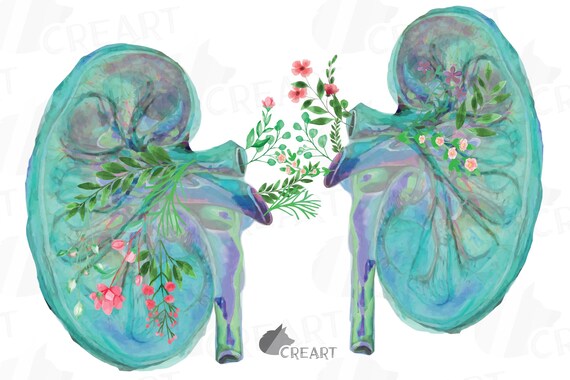 Floral Anatomical Kidneys Decor Design. Floral Human Kidney - Etsy