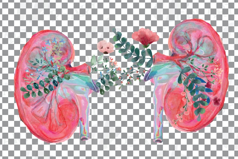 Floral Kidney Anatomy Art: Urologist Gift, Medical Decor (digital ...