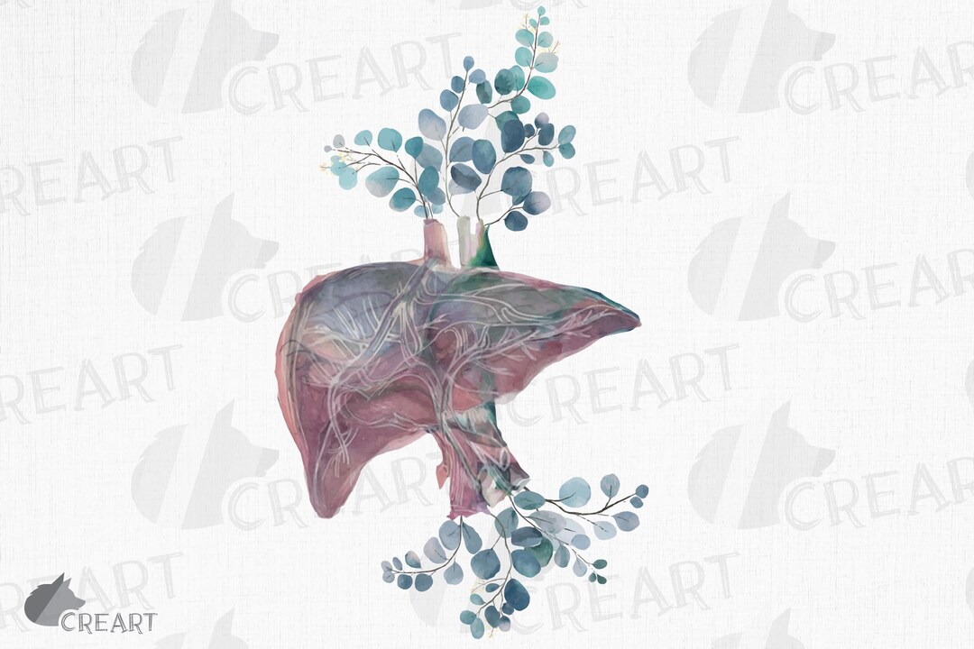 Floral Liver Anatomy Art Print: Pink Blush Eucalyptus (digital Download ...