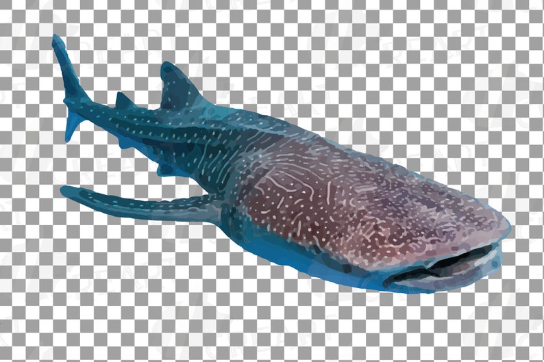 Watercolor Whale Shark Clip Art Pack, Colorful Whales Collection. Png ...
