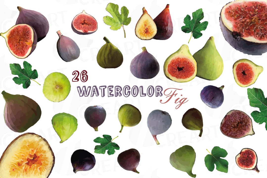 Watercolor Fig Clip Art Pack,common Fig Leaves, Fig Fruit, Healthy Food ...
