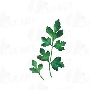 Herbs and Spices Clip Art Pack, Watercolor Herbs and Spices Chart ...