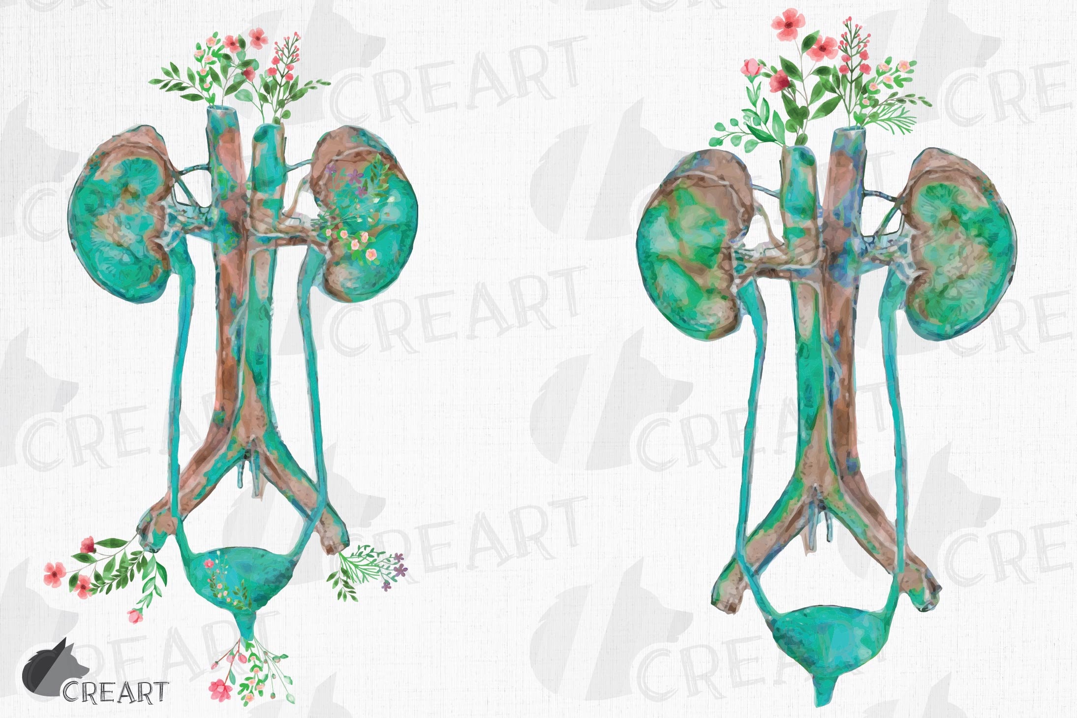 Harnsystem Clipart Menschliches Harnsystem Ausgeschnittene Stockfotos