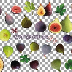 Watercolor Fig Clip Art Pack,common Fig Leaves, Fig Fruit, Healthy Food ...
