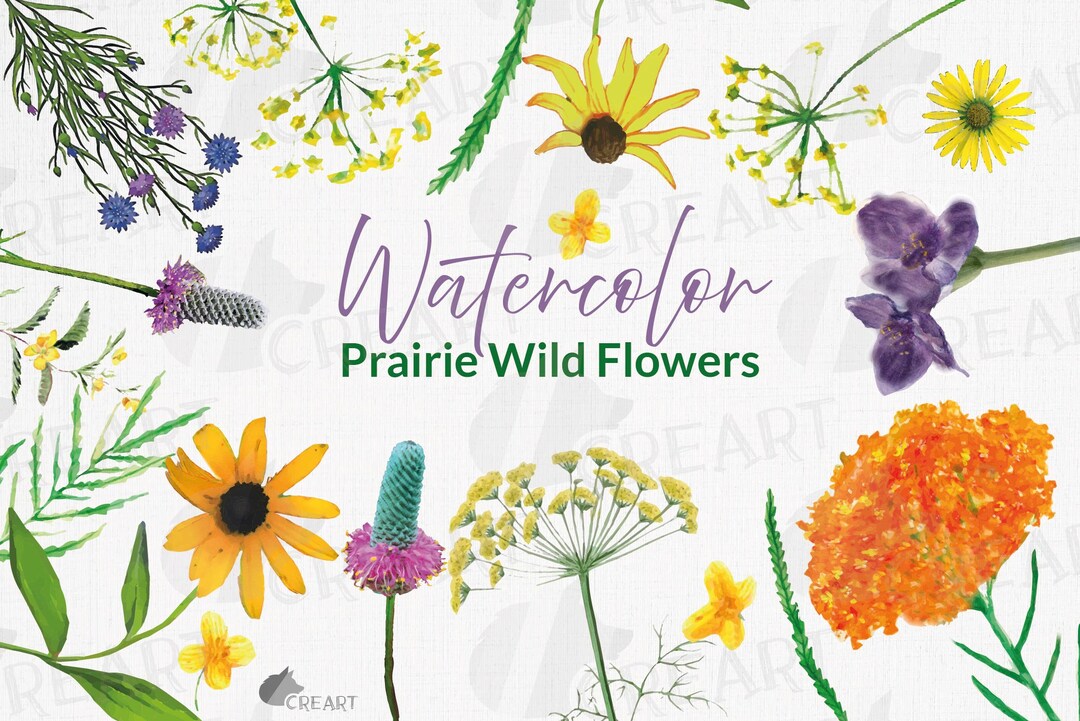 Prairie Grasses and Wildflowers Watercolor Clipart. Purple Prairie ...