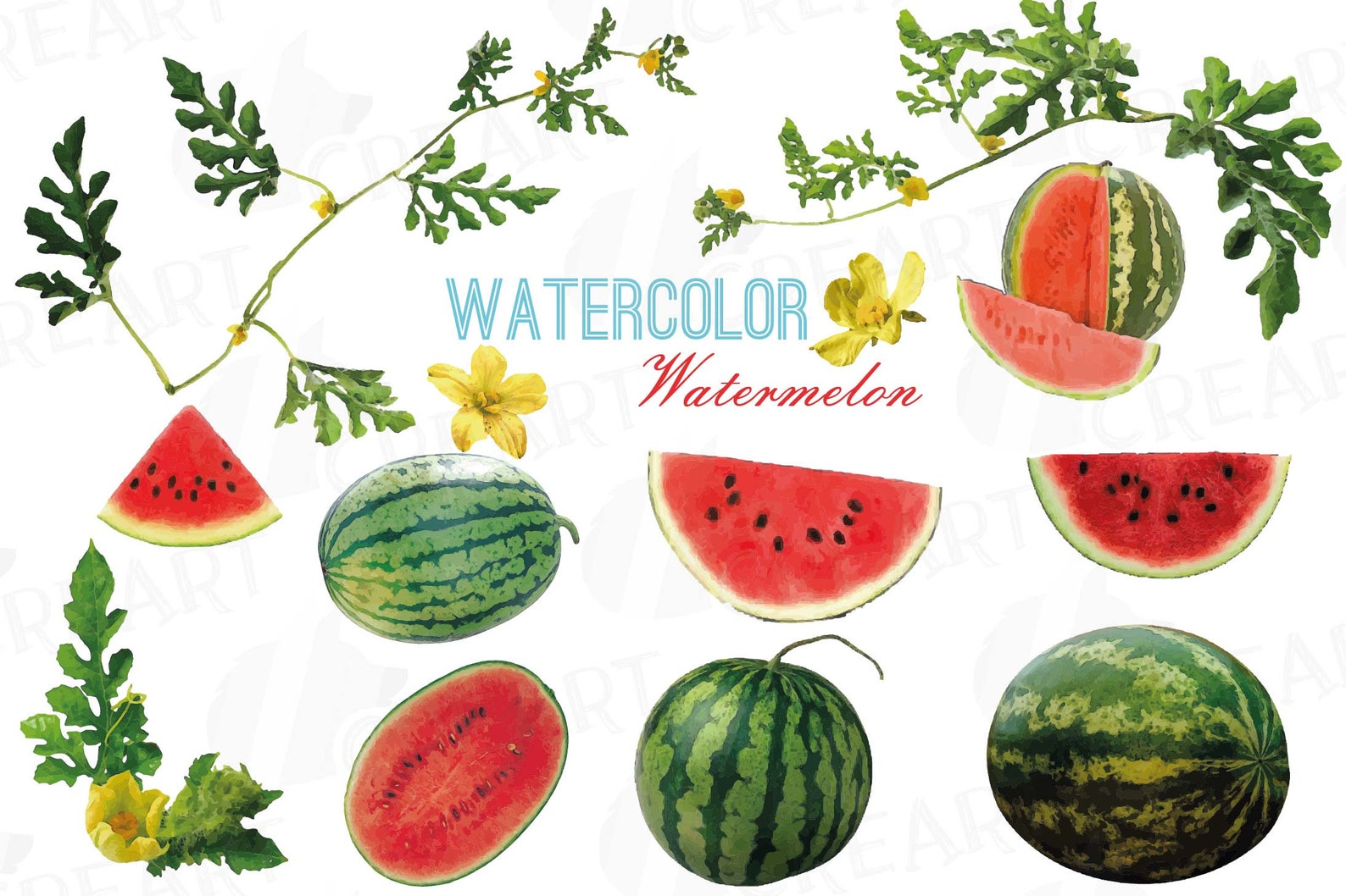 Watercolor Watermelon Clip Art Pack Watermelon Plant and - Etsy