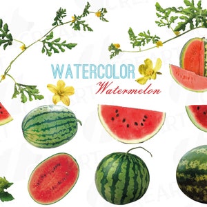 Watercolor Watermelon Clip Art Pack, Watermelon Plant and Flowers ...