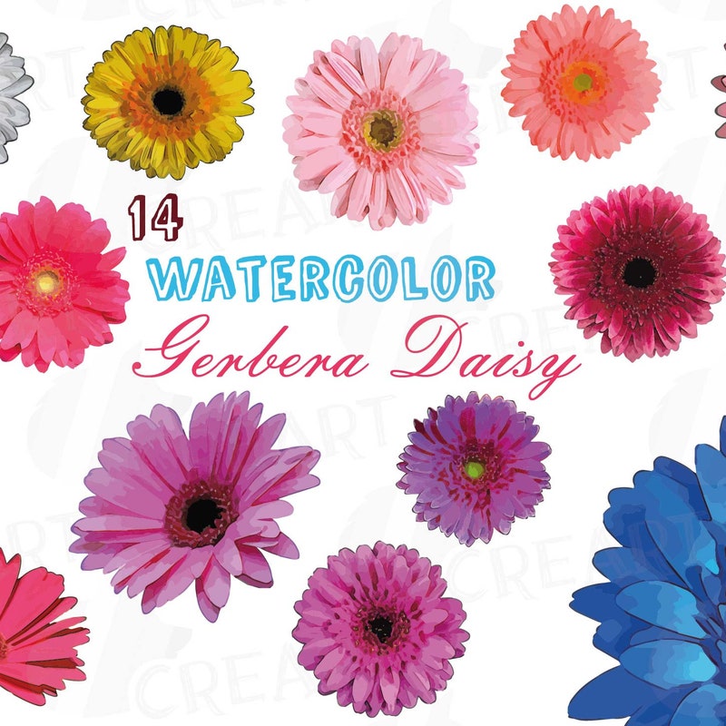 Gerber Daisy - Etsy
