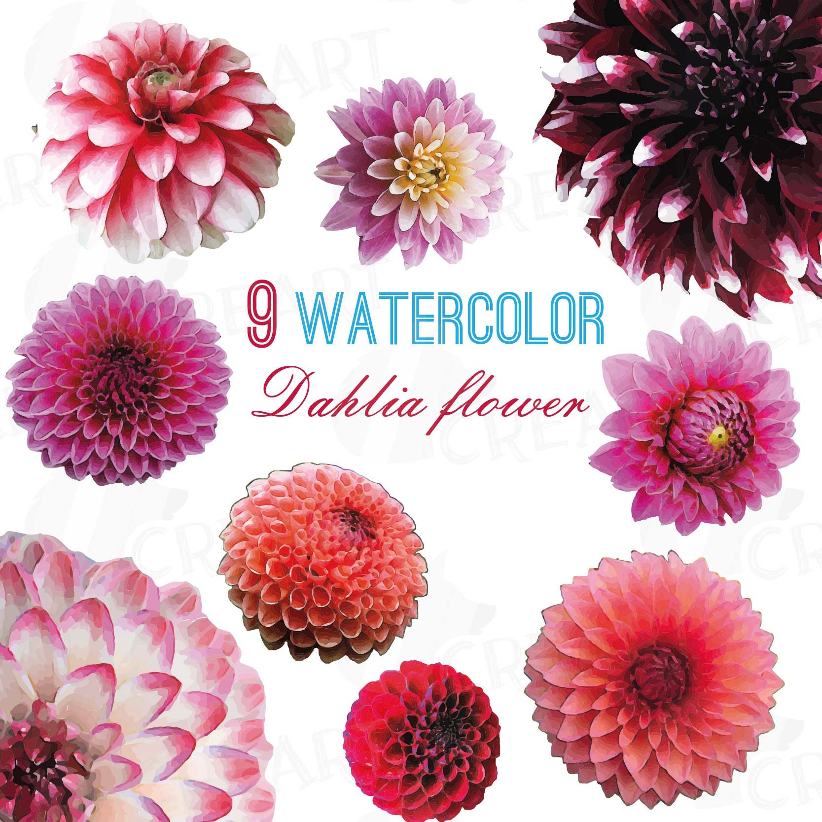 Watercolor Dahlia Flower Clip Art Pack Watercolor Pink - Etsy